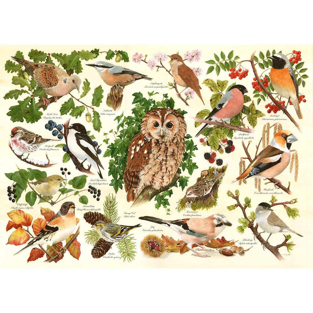 Woodland Birds – 500 XL Piece Jigsaw Puzzle (HOP) | Puzzles Galore – 🧩 ...